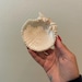 Pearl Shell Display - Etsy