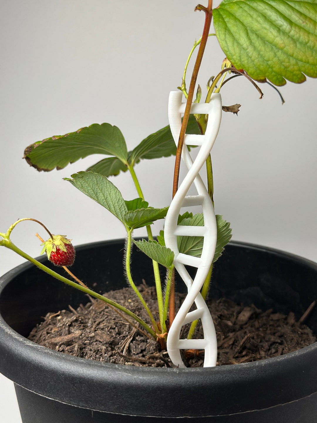 Dna Trellis Indoor Plants House Plants 3d Printed For Climbing Plants Etsy 