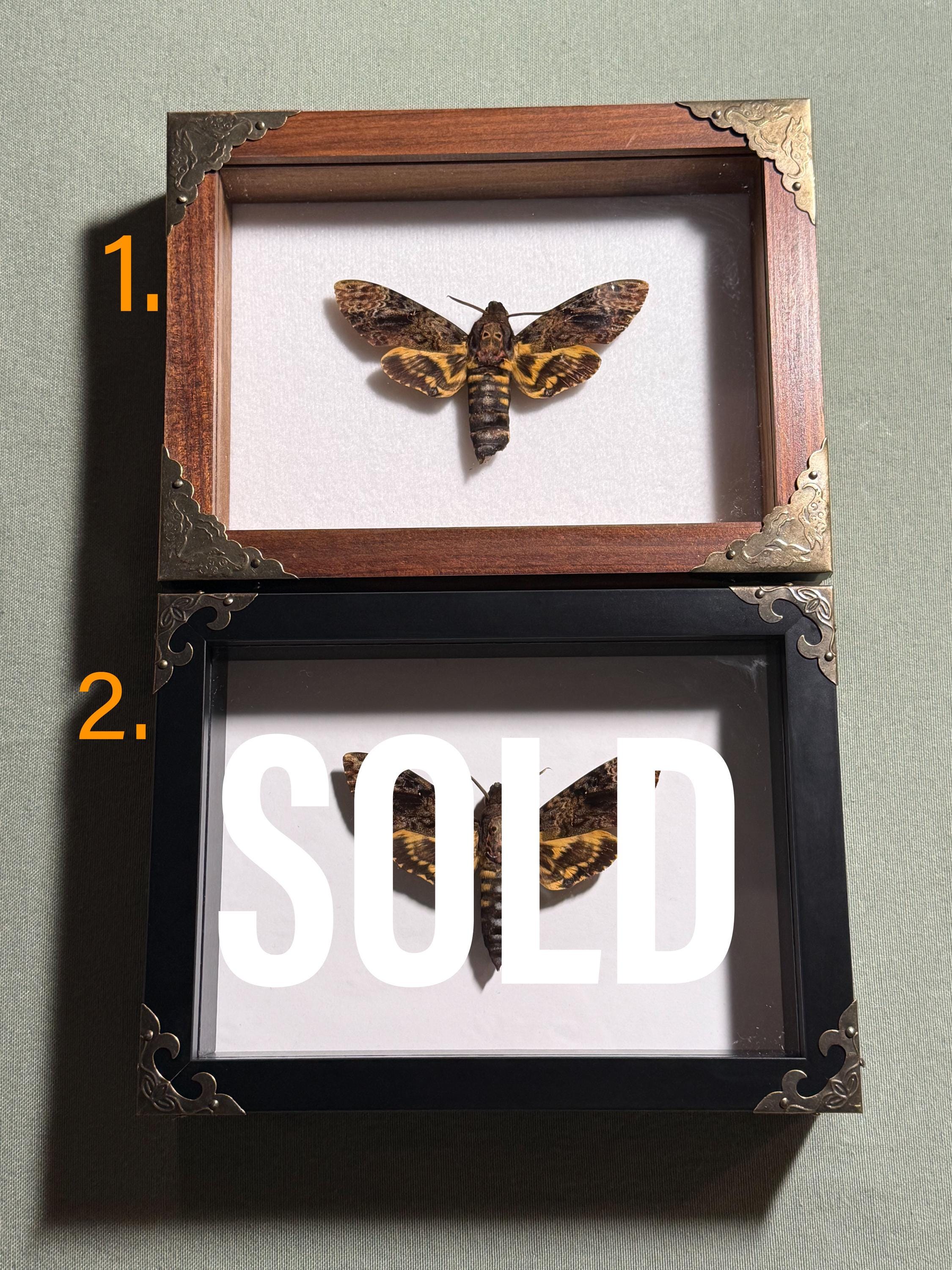 Taxidermy Insects & Curiosities - Etsy