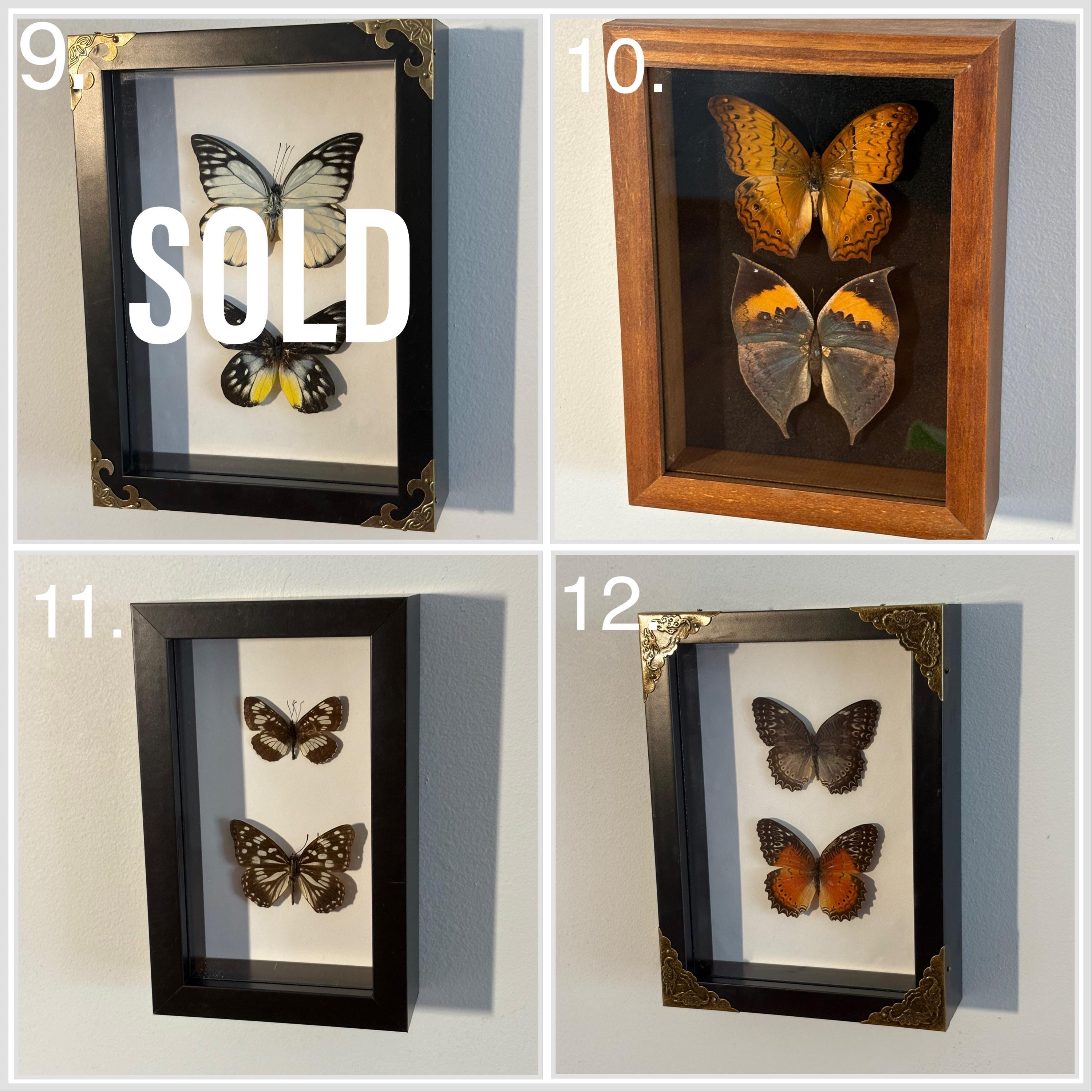 Taxidermy Insects & Curiosities - Etsy