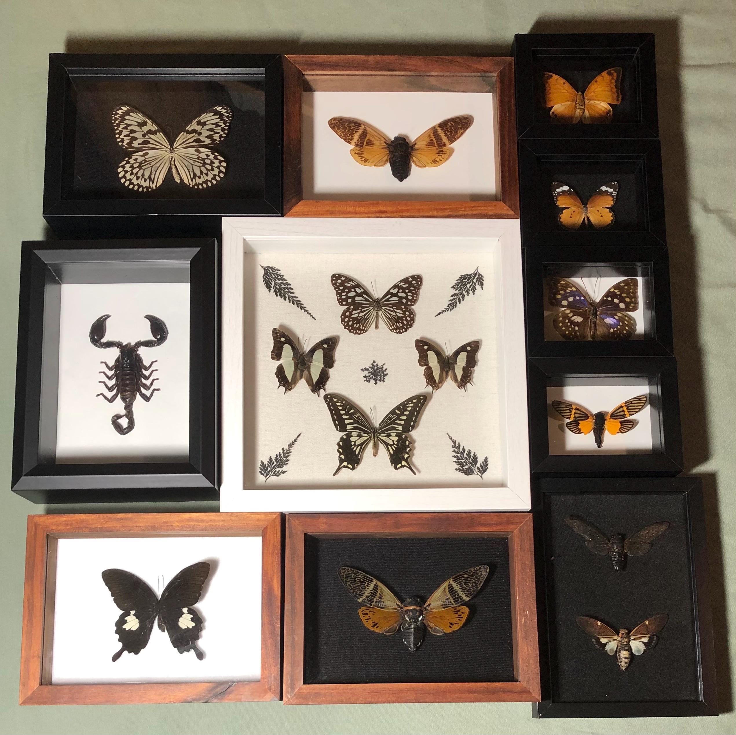 Taxidermy Insects & Curiosities - Etsy