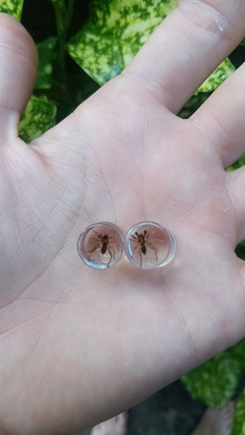 Spider Resin Plugs - Etsy
