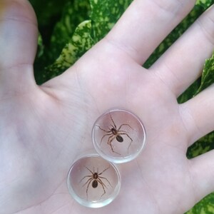 Spider Resin Plugs - Etsy