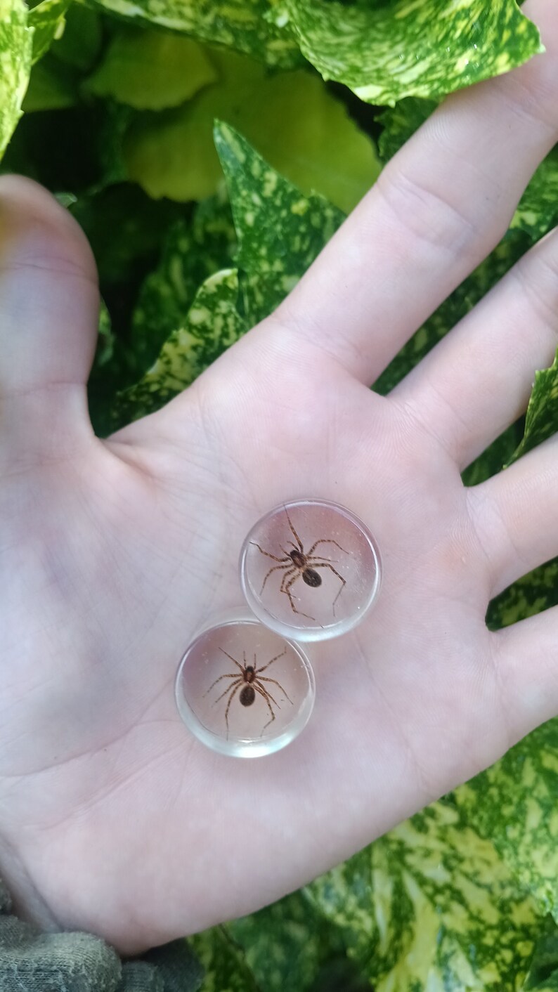 Spider Resin Plugs - Etsy
