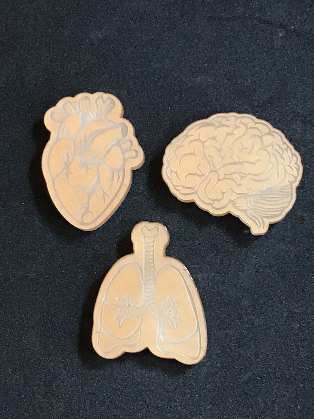 MOLD * Realistic Human Organs * Heart * Lungs * Brain * Mold * Coasters ...