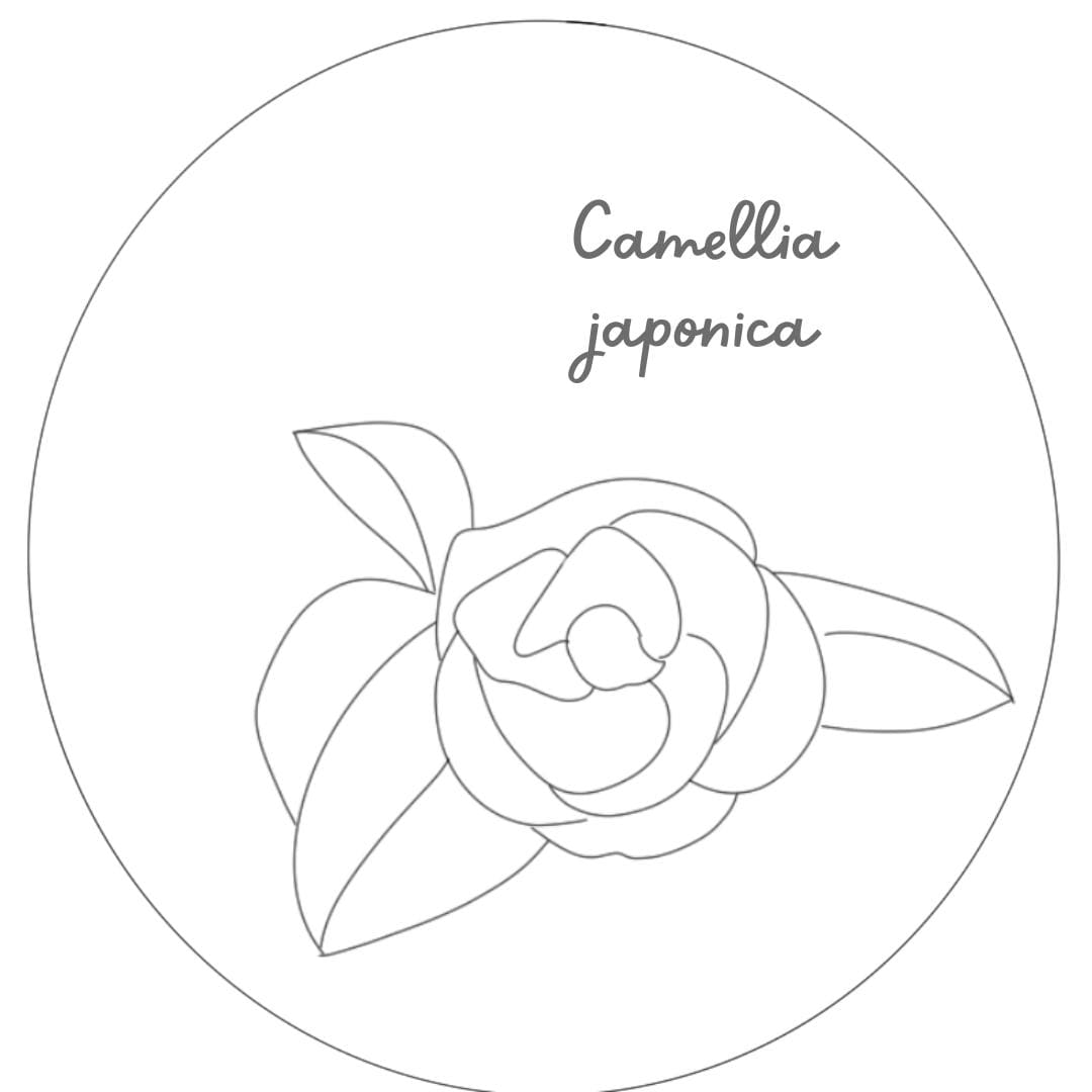 Camellia Hand Embroidery Pattern - Etsy