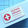 Human Large Intestines Anatomy Printable Activity, Large Intestines ...