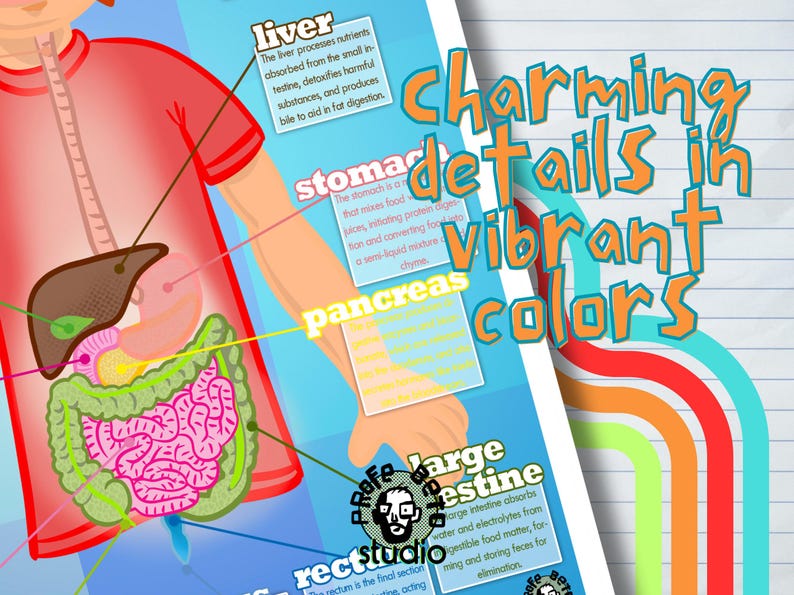 Printable Digestive System Visual Guide for Kids in English ...