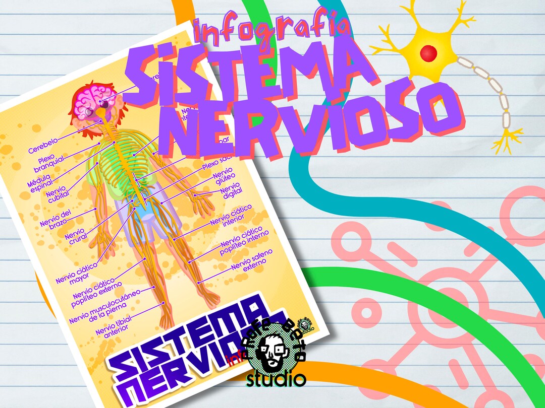 Nervous System Visual Guide for Kids - Printable PDF for Fun and ...