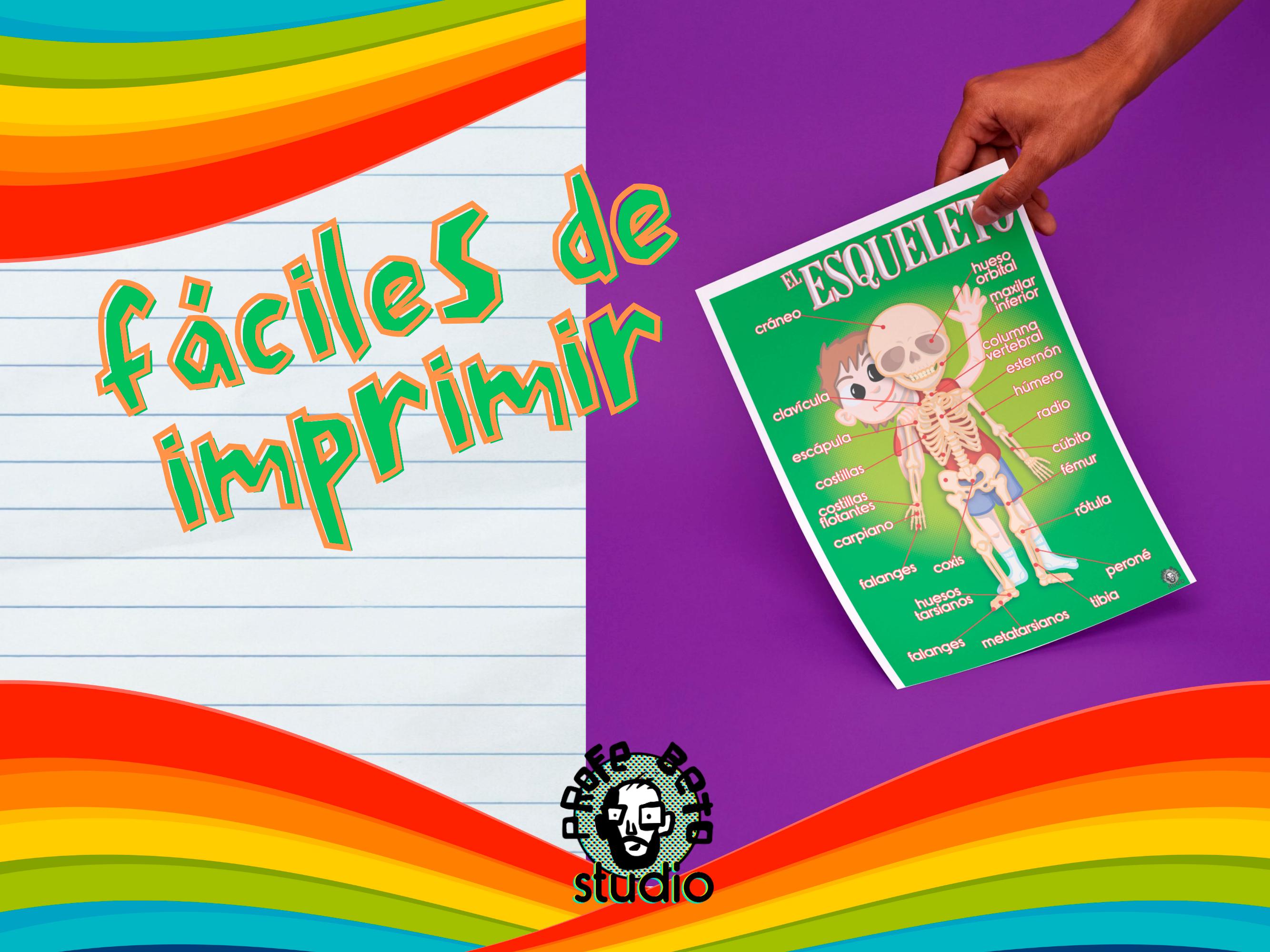 Human Skeleton Printable for Kids Educational Anatomy Art A3 and A4 ...