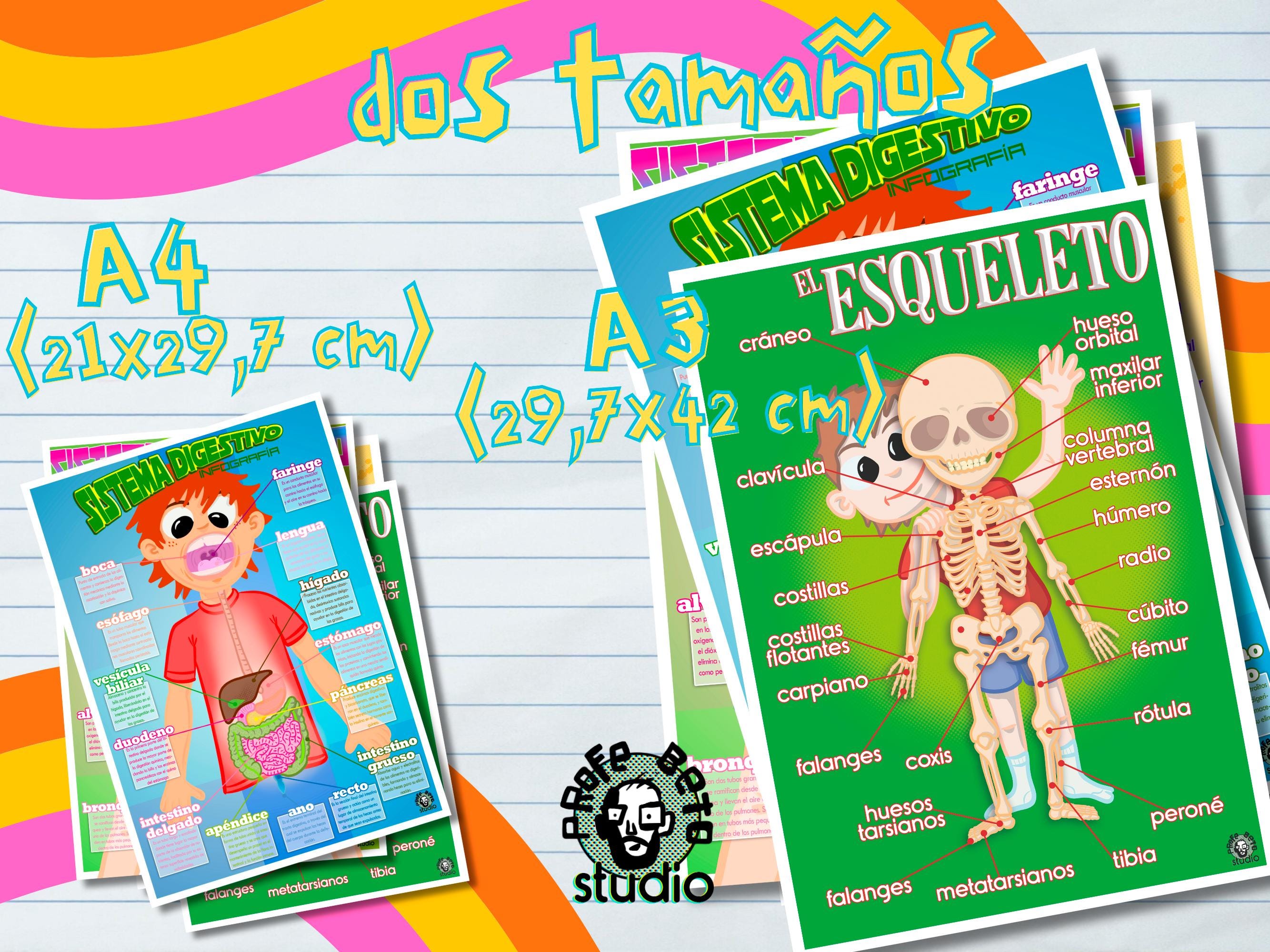 Educational Human Body Infographics for Kids | Nervous, Digestive ...