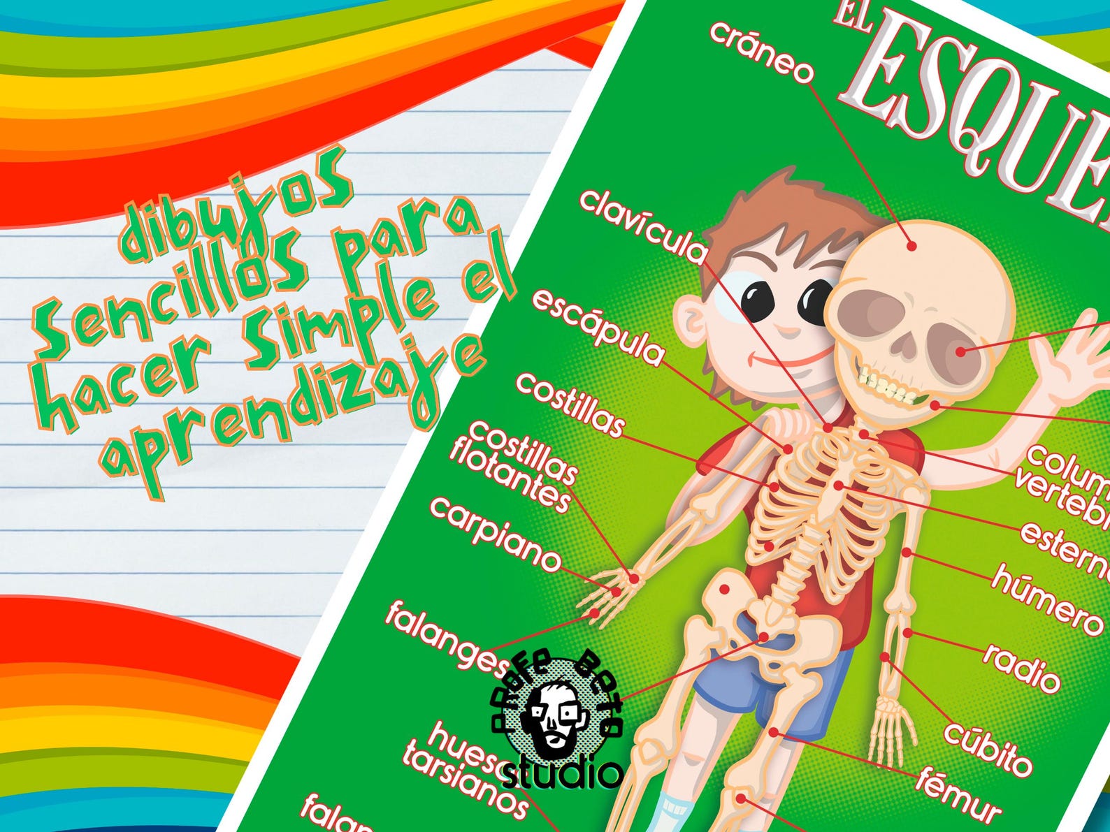 Human Skeleton Printable for Kids Educational Anatomy Art A3 and A4 ...