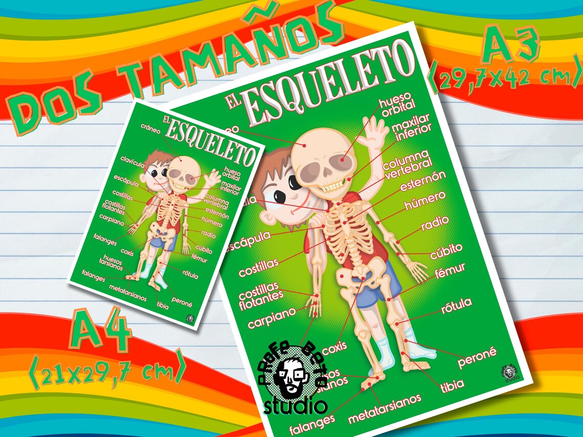 Human Skeleton Printable for Kids Educational Anatomy Art A3 and A4 ...