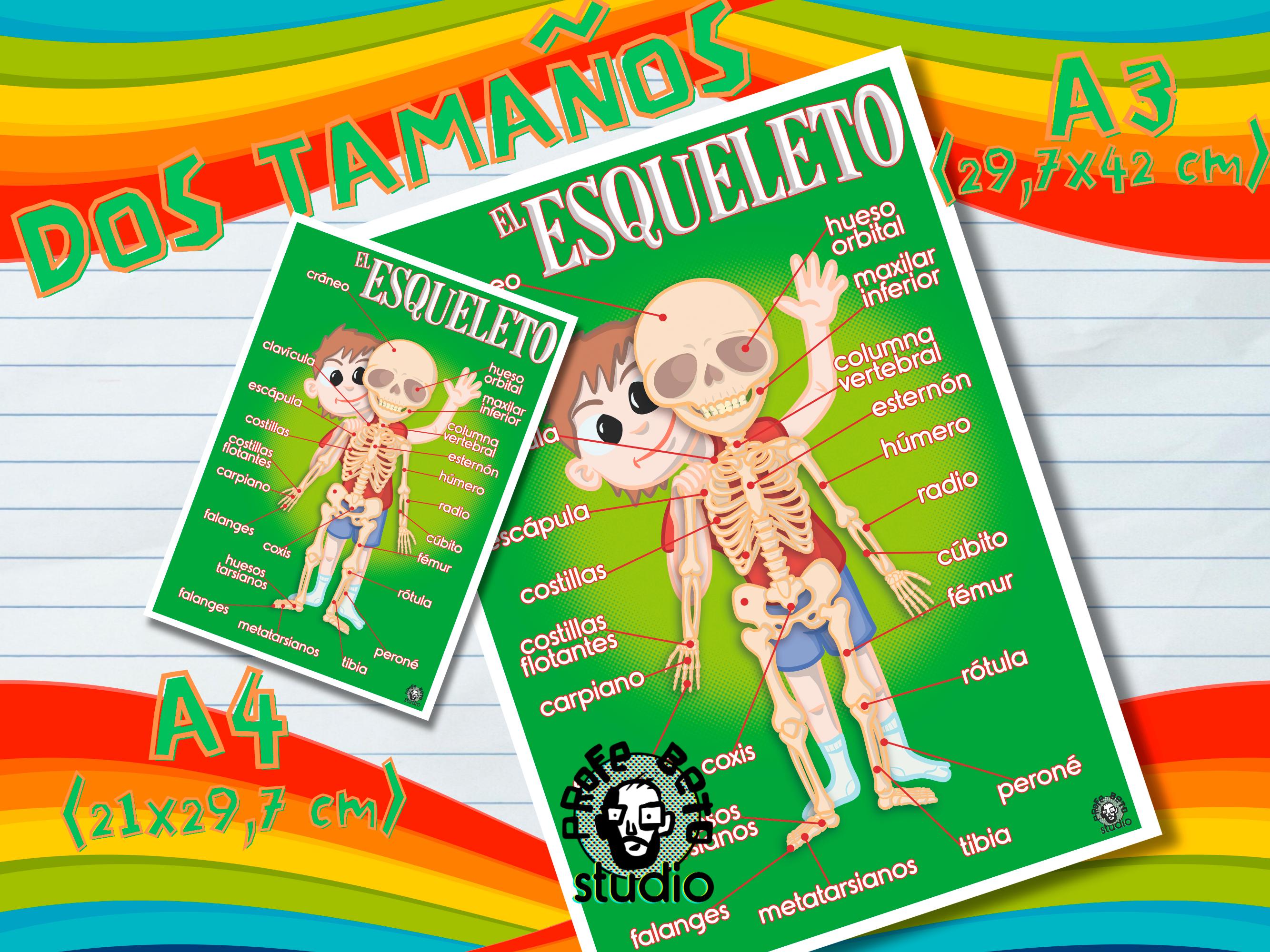 Human Skeleton Printable for Kids Educational Anatomy Art A3 and A4 ...