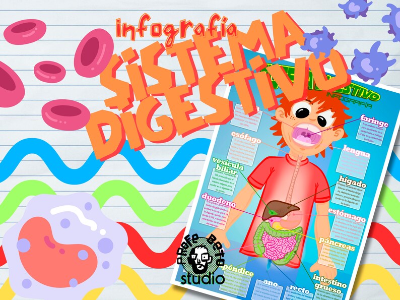 Digestive System Poster Montessori Printable | Educational Toys for ...