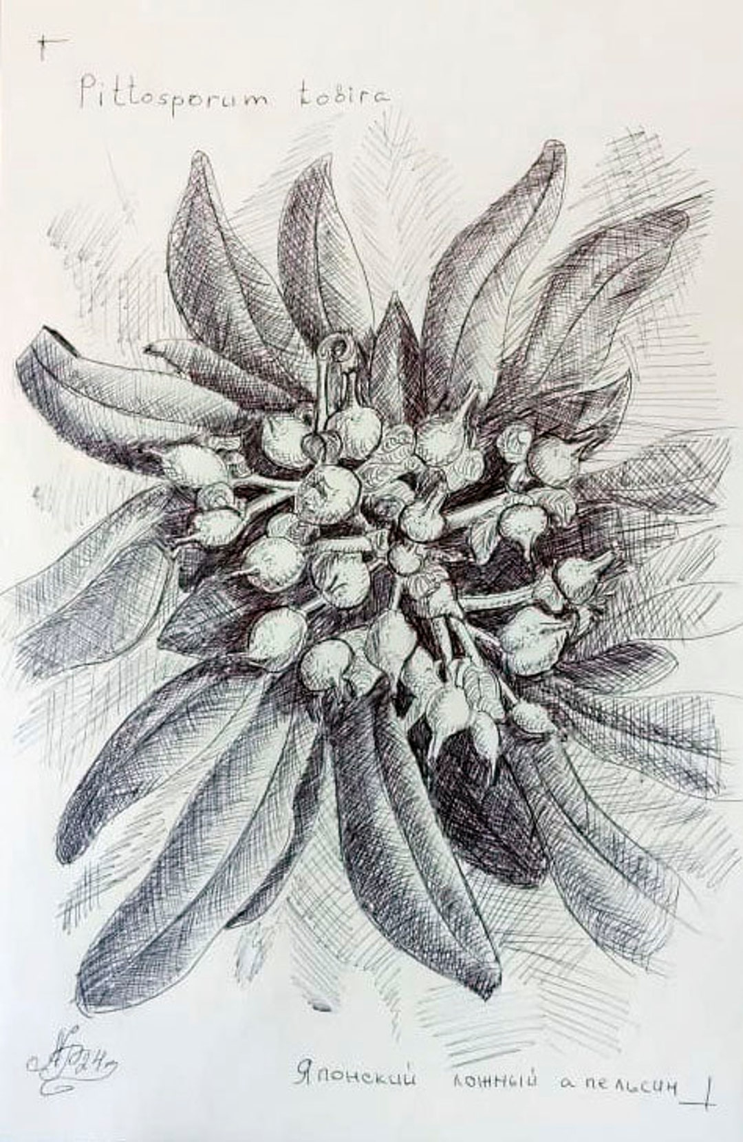 Pen Drawing, Graphics, False Orange, Original Painting 7.5 X 11,5 - Etsy