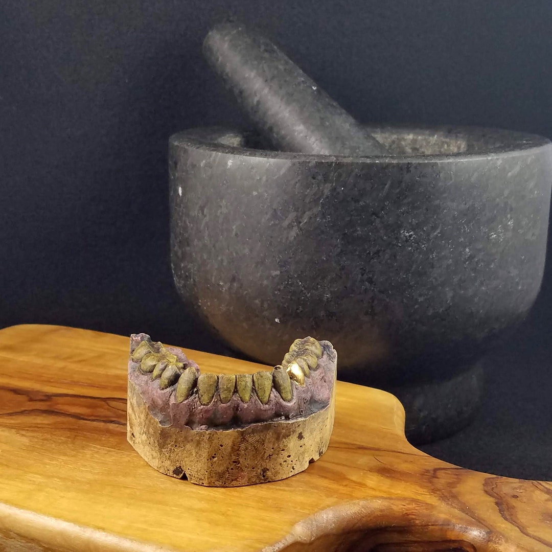 Zombie Dentition Specimen - Zombie Teeth - Zombie Taxidermy - Faux ...