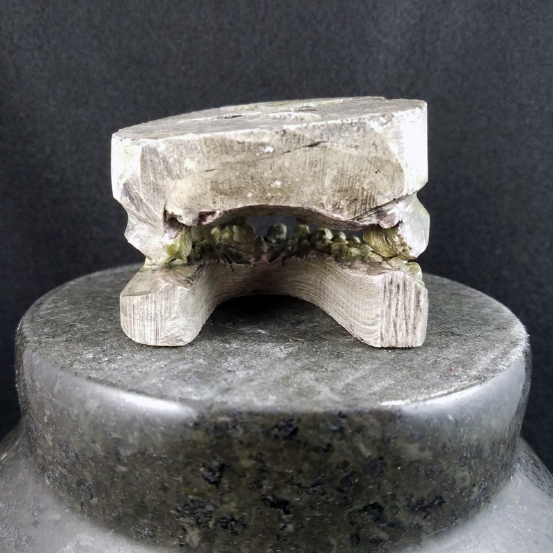 Zombie Dentition Specimen Zombie Teeth Zombie Taxidermy | Etsy