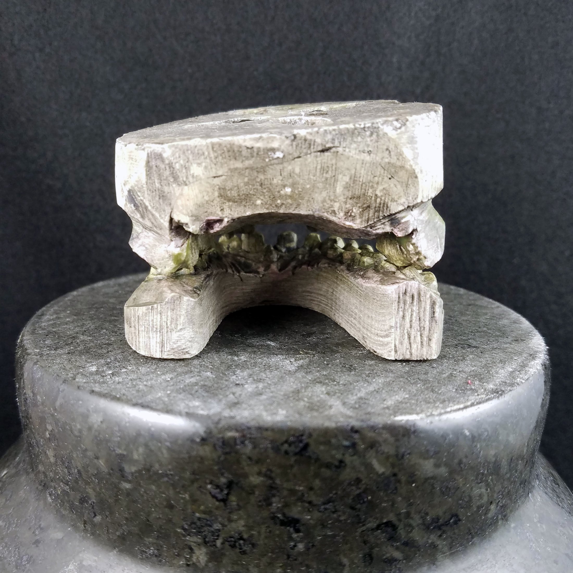 Zombie Dentition Specimen - Zombie Teeth - Zombie Taxidermy - Faux ...