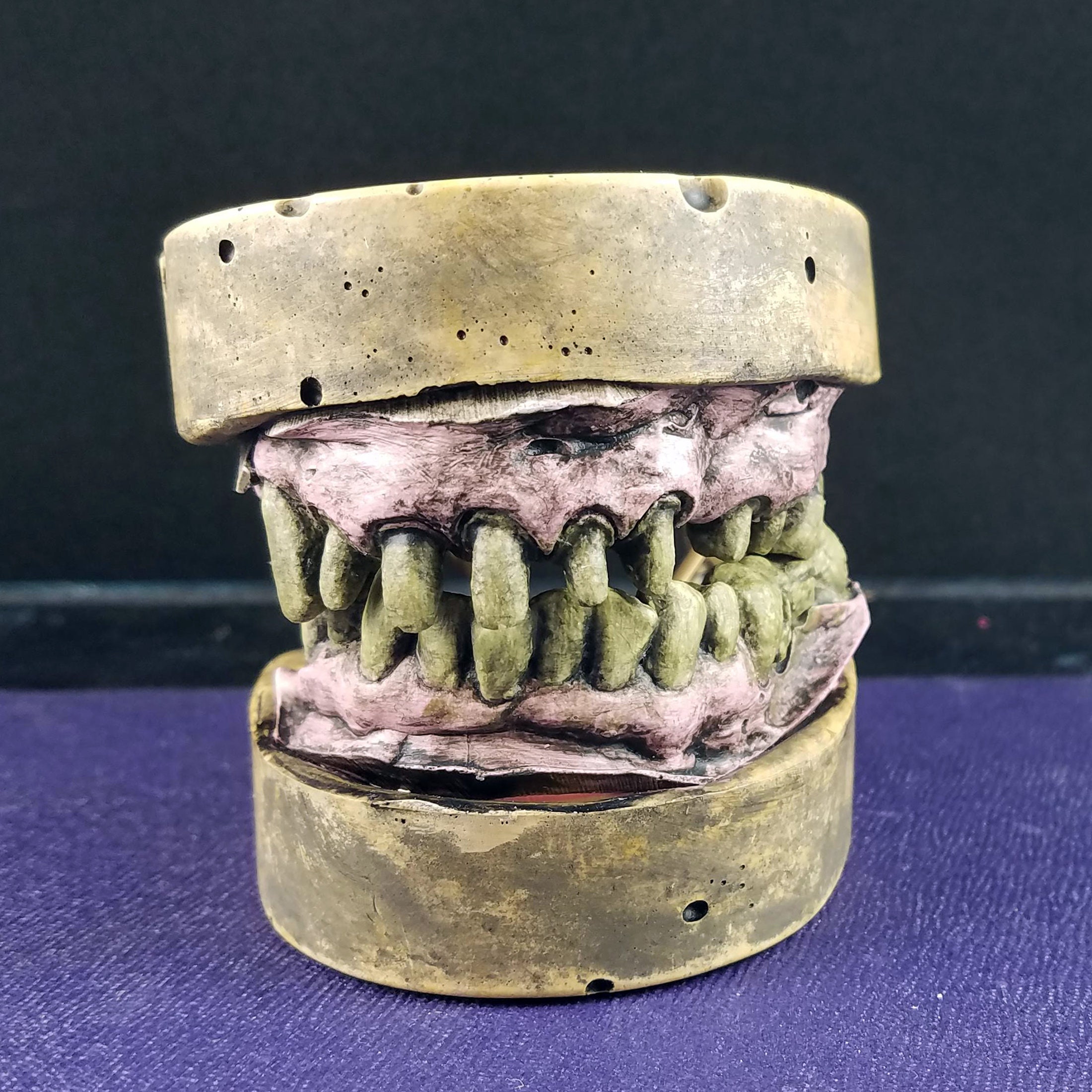 Zombie Dentition Specimen - Zombie Teeth - Zombie Taxidermy - Faux ...