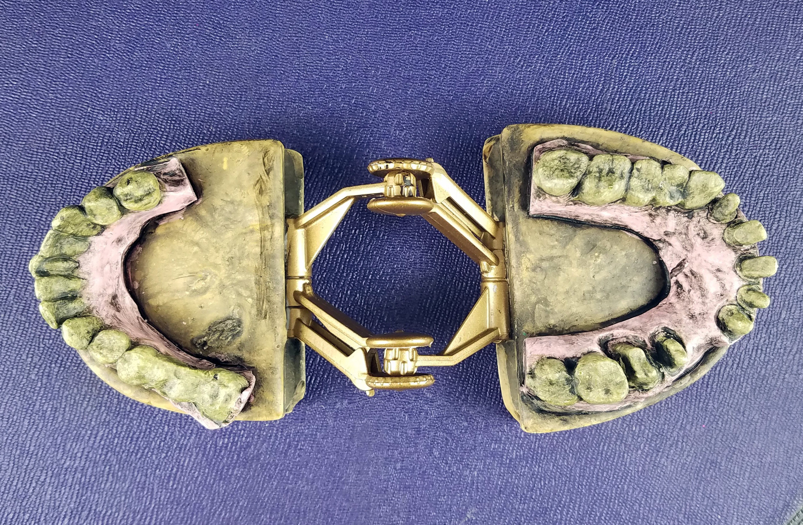 Zombie Dentition Specimen Zombie Teeth Zombie Taxidermy - Etsy