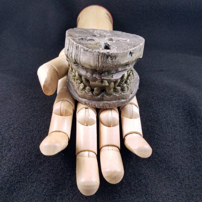 Zombie Dentition Specimen Zombie Teeth Zombie Taxidermy Faux Taxidermy ...