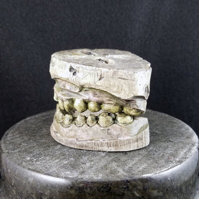 Zombie Dentition Specimen Zombie Teeth Zombie Taxidermy Faux Taxidermy ...