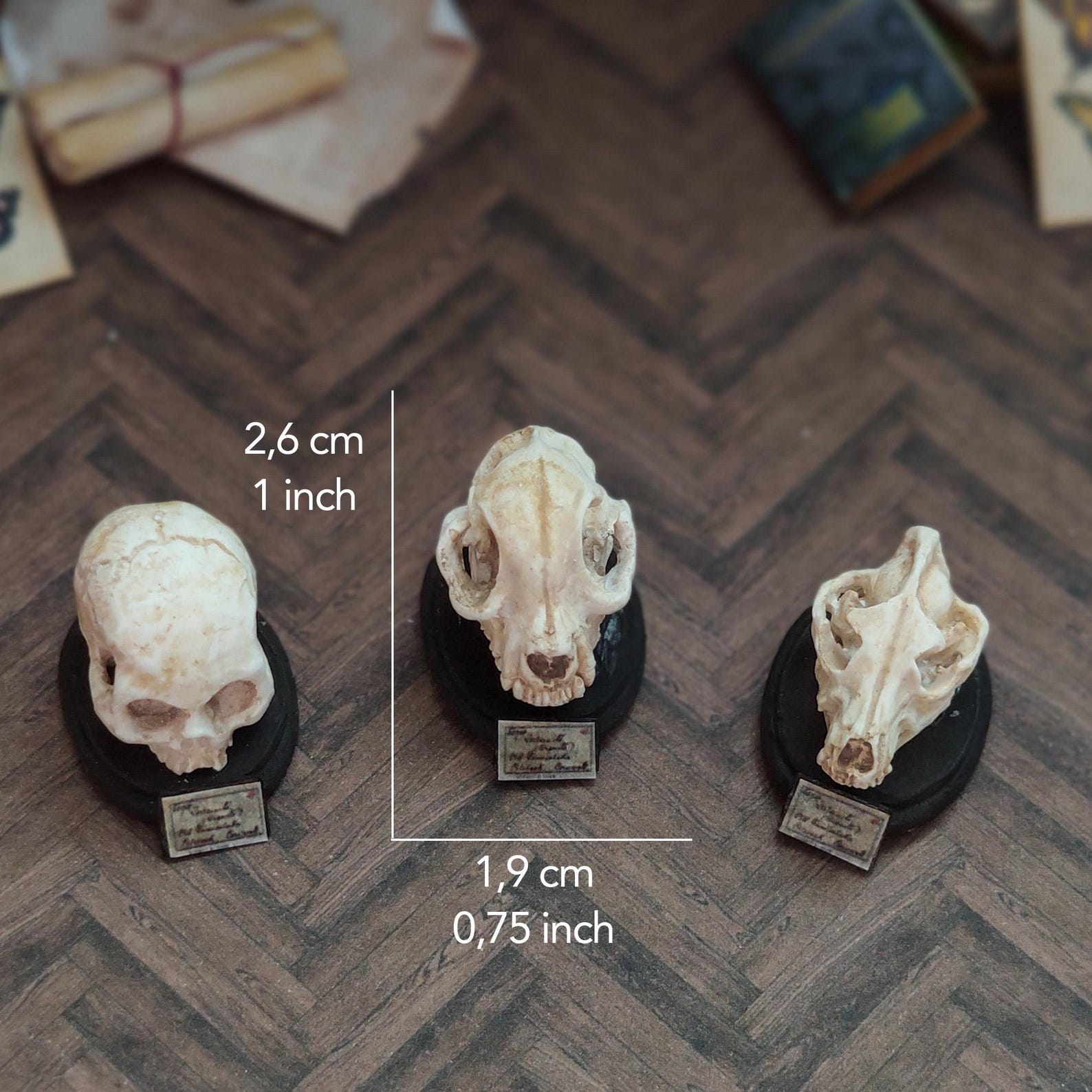 Miniature Skull, Animal and Human Skulls, 1/12 Miniature, Miniature ...