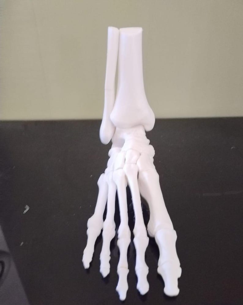Full-size Anatomical Skeleton right Foot STL File to 3d Print, for ...