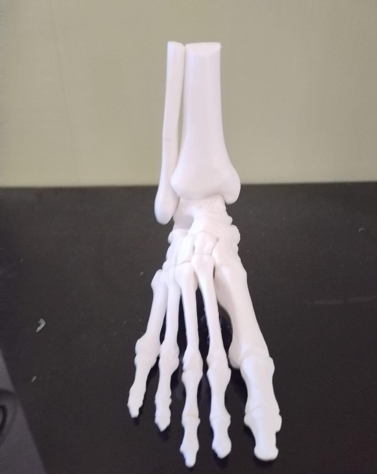 Full-size Anatomical Skeleton right Foot STL File to 3d Print, for ...