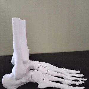 Full-size Anatomical Skeleton right Foot STL File to 3d Print, for ...