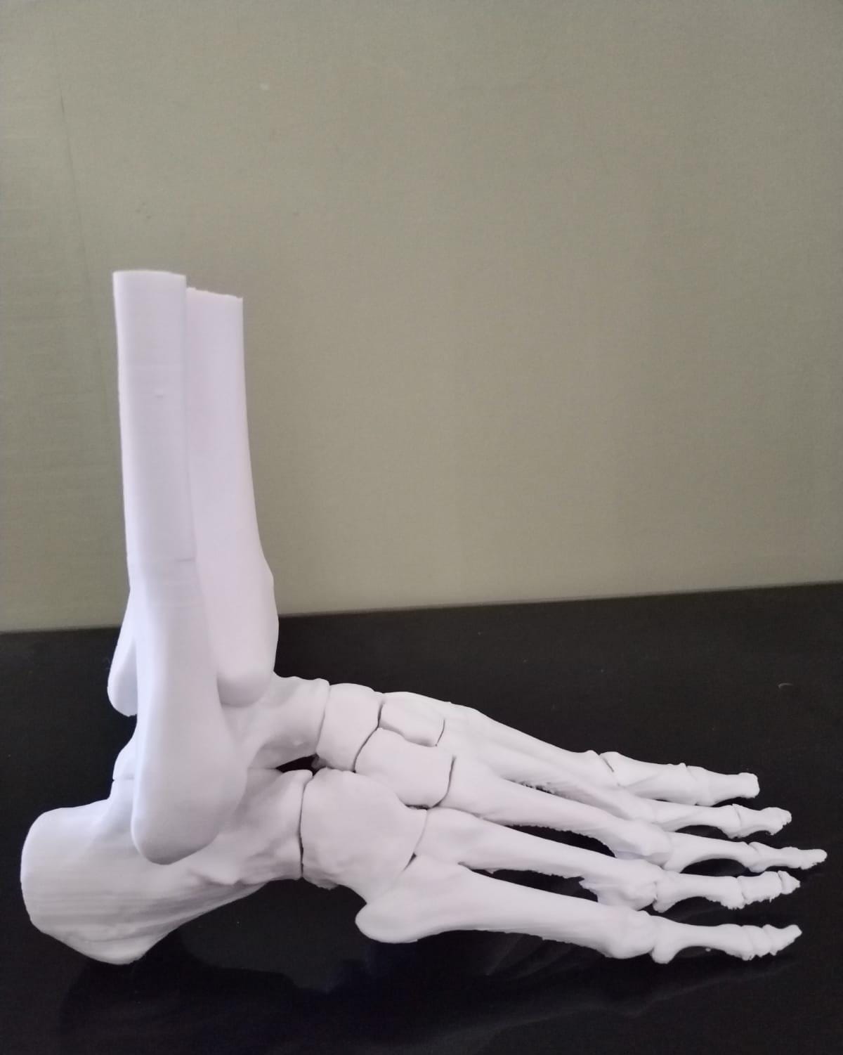 Full-size Anatomical Skeleton right Foot STL File to 3d Print, for ...