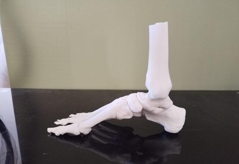 Full-size Anatomical Skeleton right Foot STL File to 3d Print, for ...