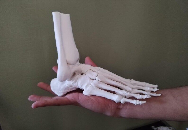 Full-size Anatomical Skeleton right Foot STL File to 3d Print, for ...