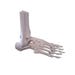 Full-size Anatomical Skeleton right Foot STL File to 3d Print, for ...