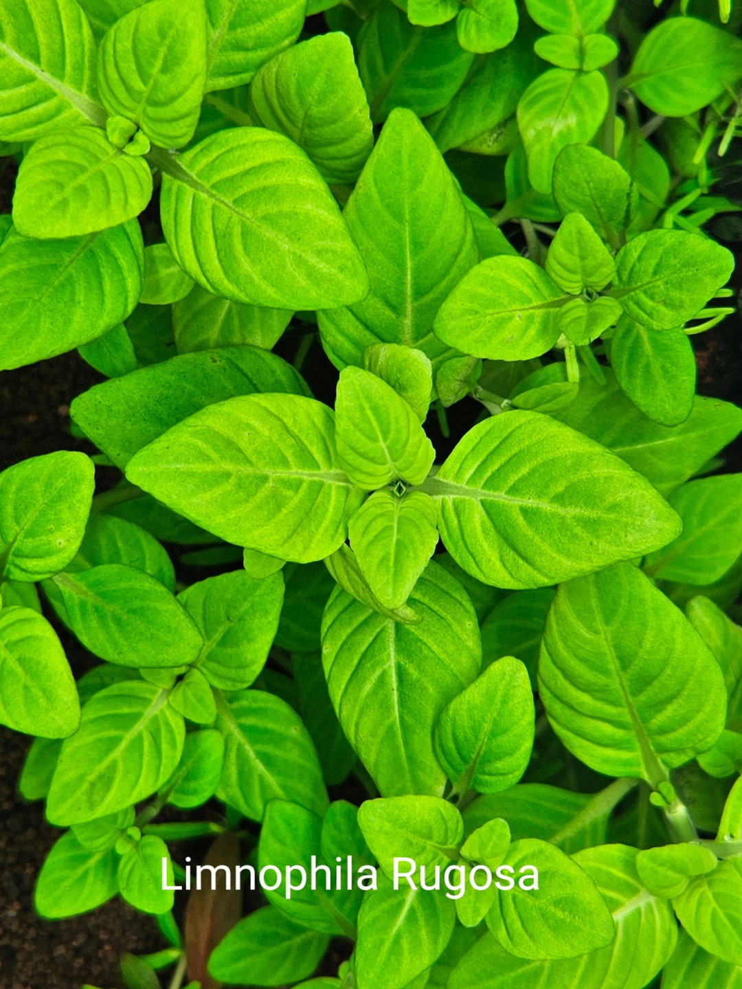 7 Stems of Limnophila Rugosa Aquarium Plant - Etsy