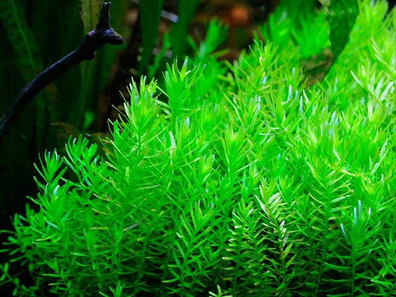 10 Stems of Rotala SP Green Aquarium Plant - Etsy