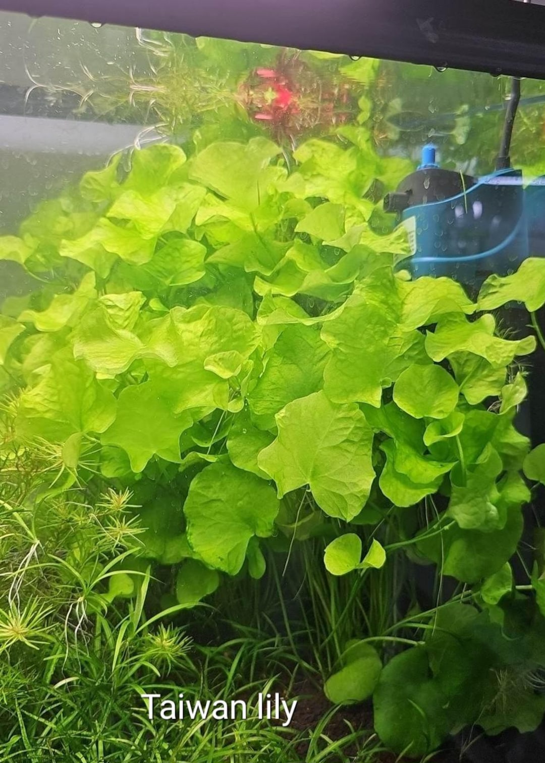 2 Plants of Taiwan Lily Aquarium Plant - Etsy