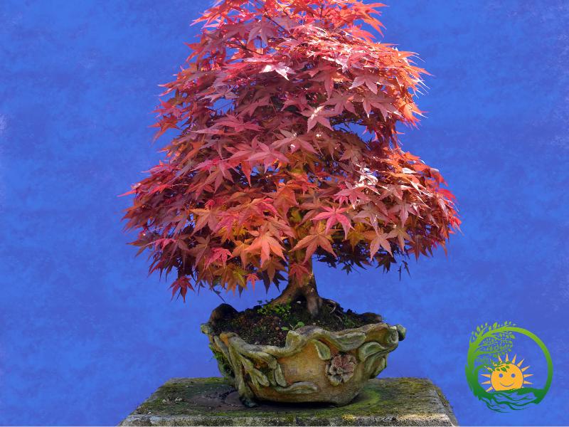 Bonsai Starter Kit – Japanese Red Maple Seeds – Acer Palmatum Grow Kit ...