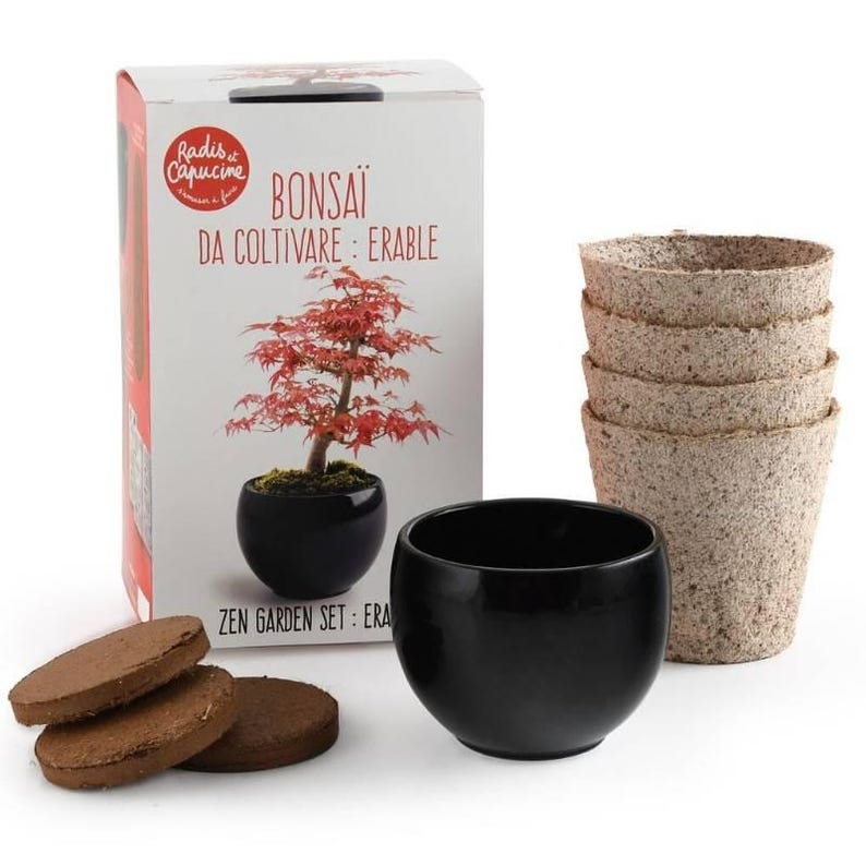 Bonsai Starter Kit – Japanese Red Maple Seeds – Acer Palmatum Grow Kit ...