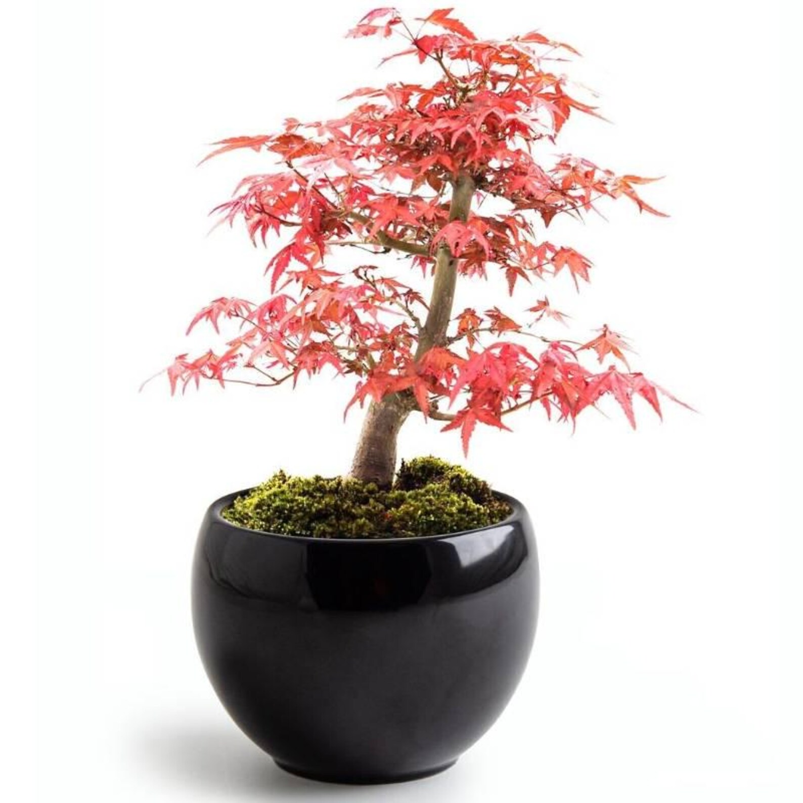 Bonsai Starter Kit – Japanese Red Maple Seeds – Acer Palmatum Grow Kit ...