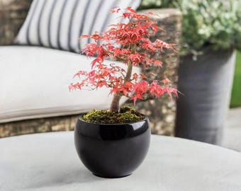 Bonsai Starter Kit – Japanese Red Maple Seeds – Acer Palmatum Grow Kit ...