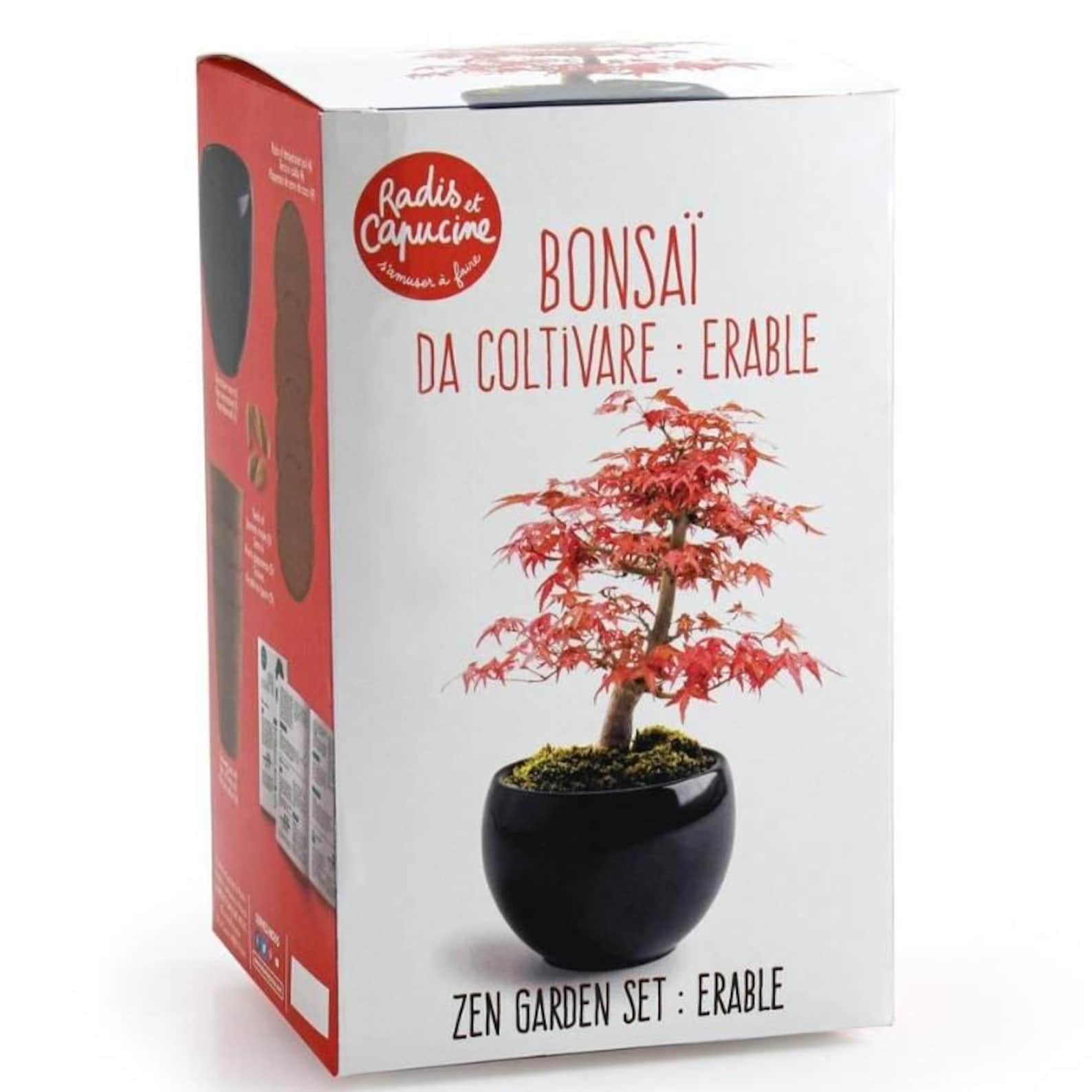 Bonsai Starter Kit – Japanese Red Maple Seeds – Acer Palmatum Grow Kit ...