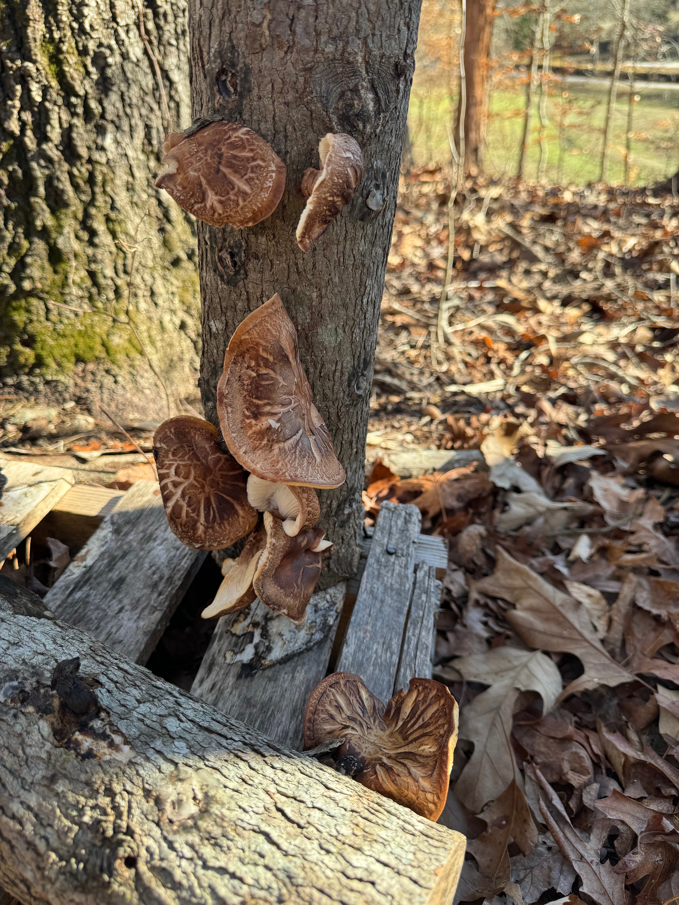 Shiitake Mushroom Plug Spawn Kit - All-in-one Kit - Inoculated Wood ...