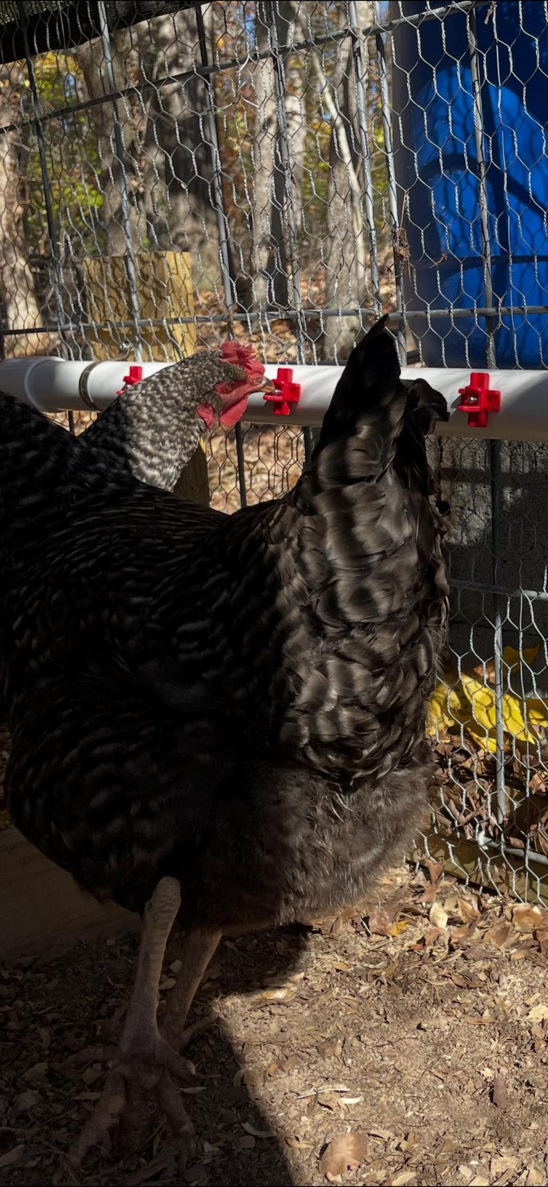 Circulating Automatic Water System Kit | Clean Chicken Waterer | Freeze ...