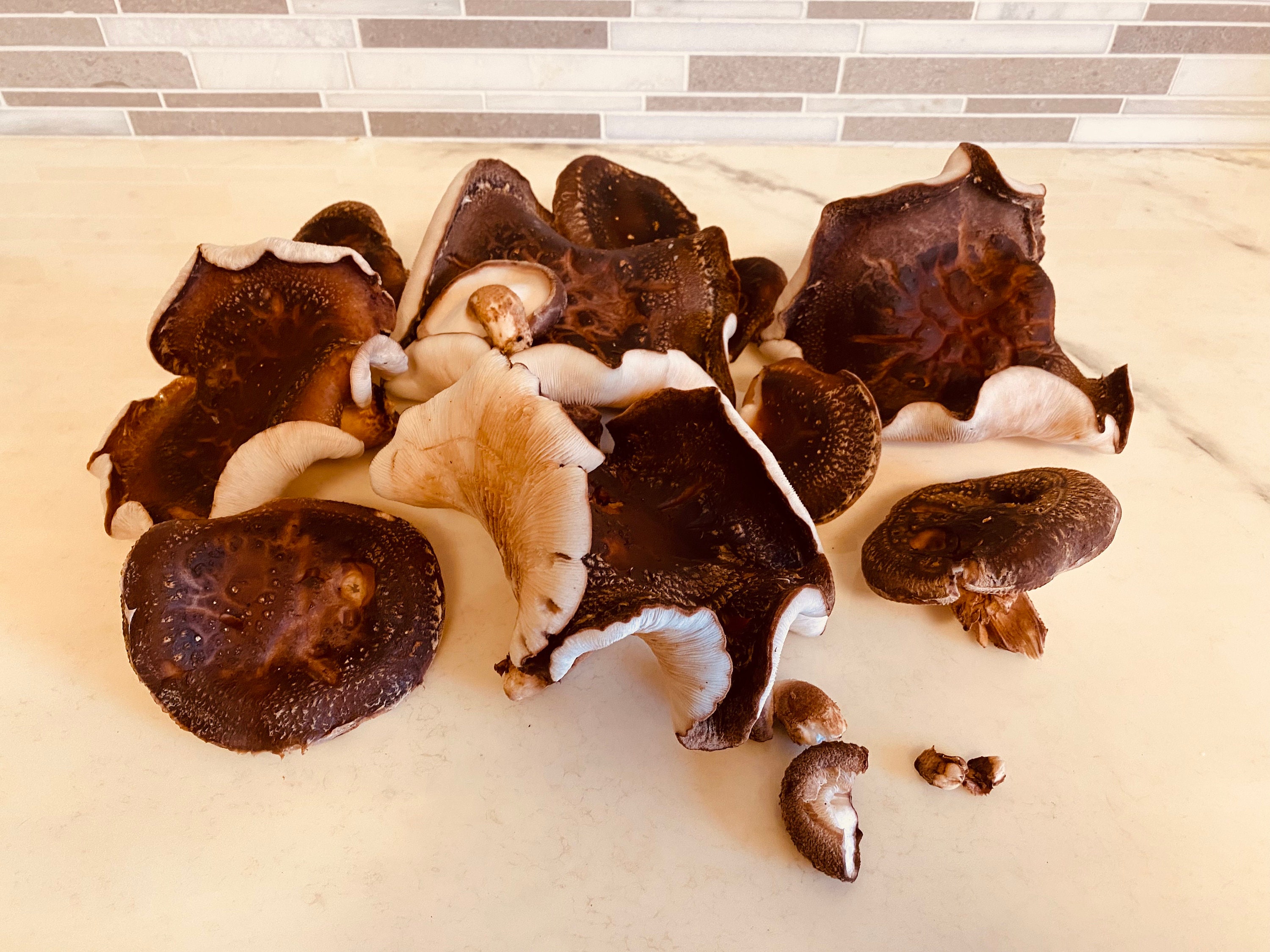 Shiitake Mushroom Plug Spawn Kit - All-in-one Kit - Inoculated Wood ...