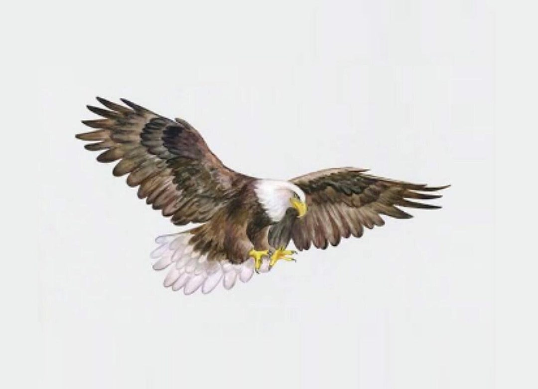 Bird of Prey Eagle Sticker, Raptor Eagle Self-adhesive Stickers ...
