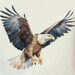Bird of Prey Eagle Sticker, Raptor Eagle Self-adhesive Stickers ...