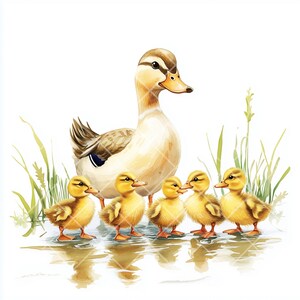 9 JPG Cliparts – Mother Duck and Ducklings, Cute Wildlife Illustrations ...