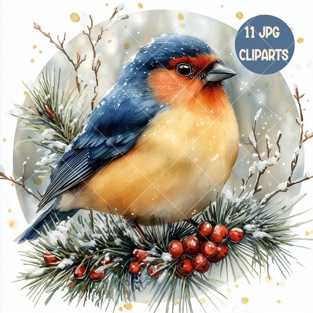 Watercolor Bullfinch Clipart • 11 JPG Winter Bird Illustrations for ...